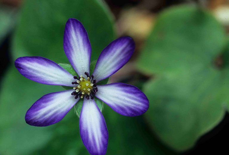 Hepatica - Elisabeth C. Miller Botanical Garden